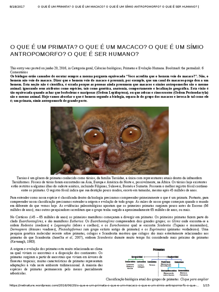 O Que É Um Primata - o Que É Um Macaco - o Que É Um Símio Antropomorfo ...