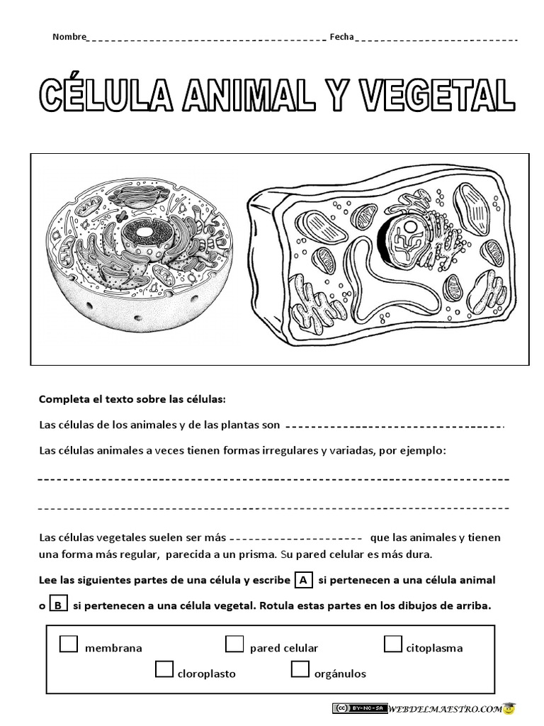 Célula Animal y Vegetal PDF | PDF