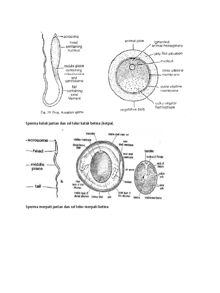 Sperma Katak Jantan Dan Sel Telur Katak Betina | PDF | Kesehatan ...
