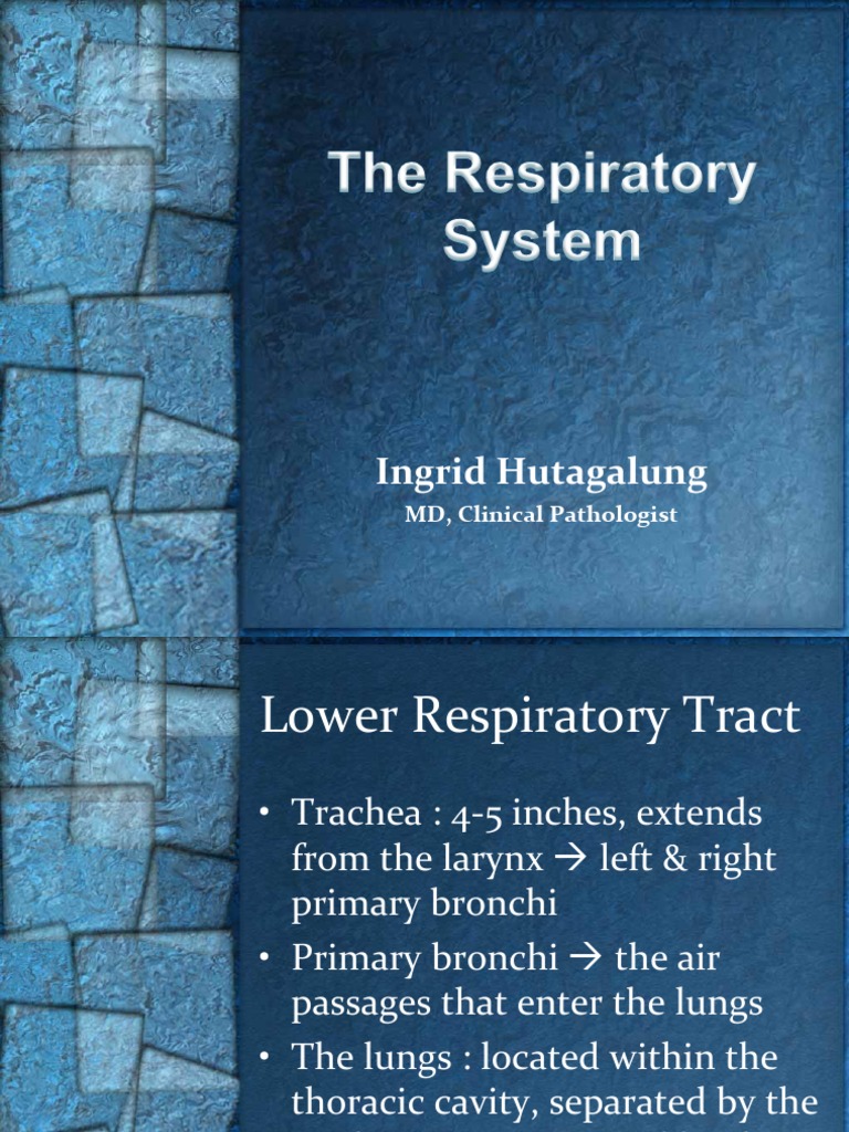 Pengantar Sistem Respirasi | PDF | Lung | Respiratory System