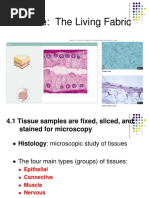 Chapter 4 Tissues Power Point | PDF | Tissue (Biology) | Epithelium