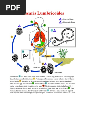 Trichuris Trichiura Life Cycle