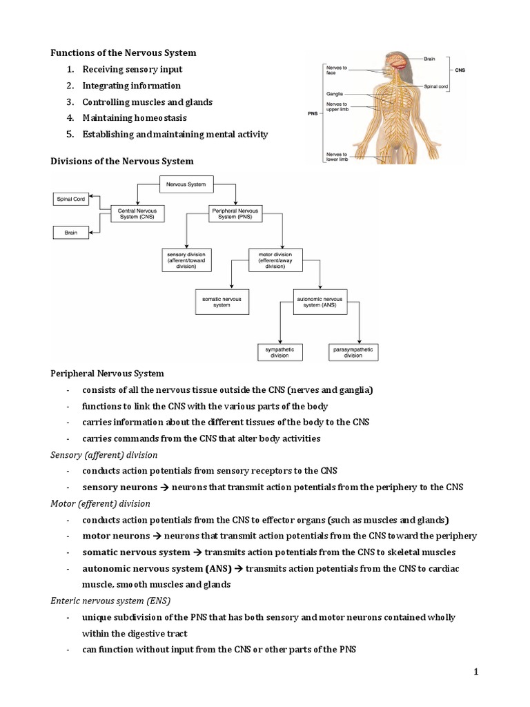 Nervous System Notes | PDF | Chemical Synapse | Spinal Cord