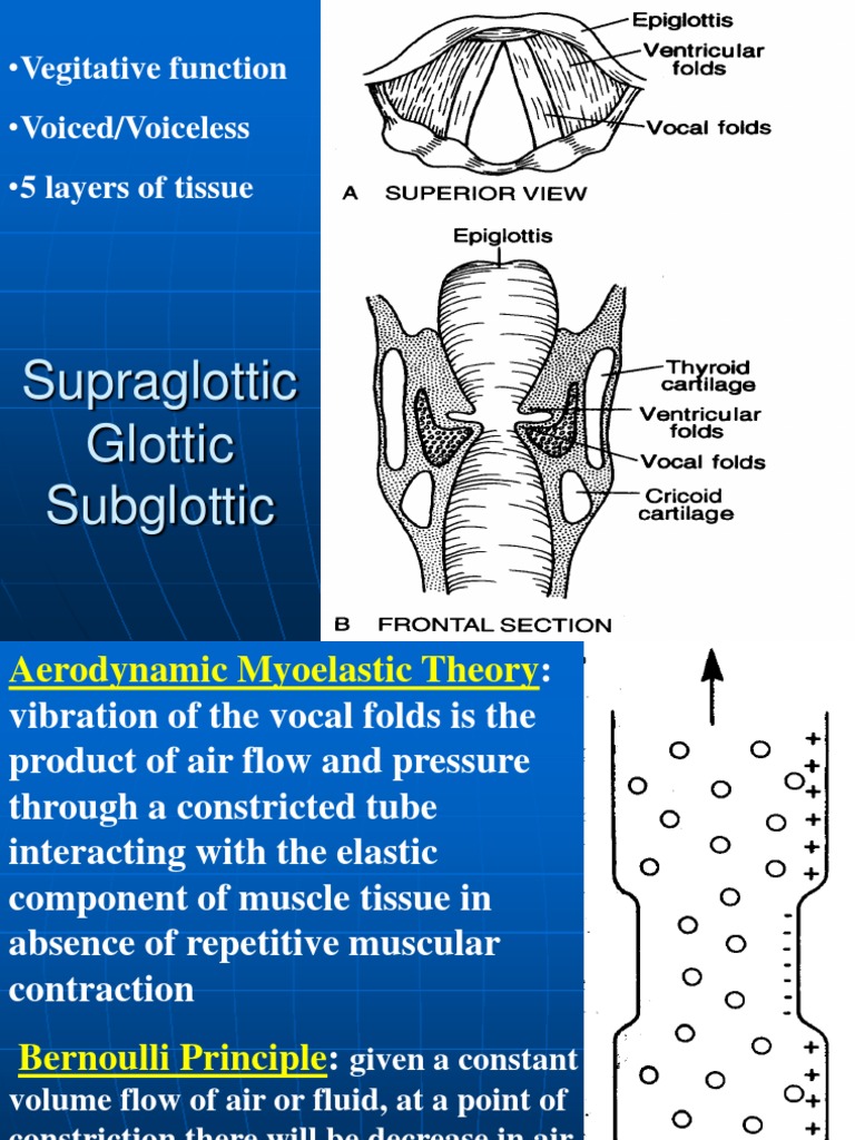 Aerodynamic and Myoelastic Theories of Vocal Fold Vibration | PDF ...