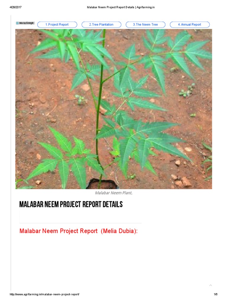 Malabar Neem Plantation Profit Analysis | PDF | Rupee | Horticulture