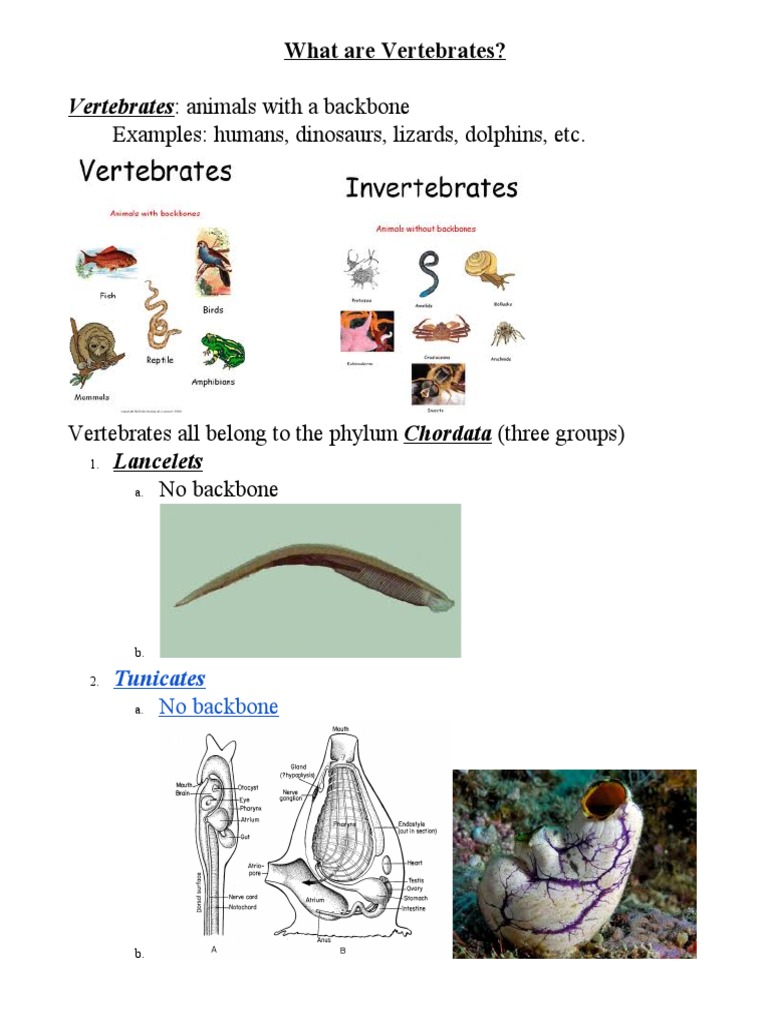 Examples: Humans, Dinosaurs, Lizards, Dolphins, Etc.: Vertebrates ...