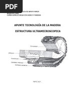 Coniferas y Latifoliadas | PDF | Madera | Hoja