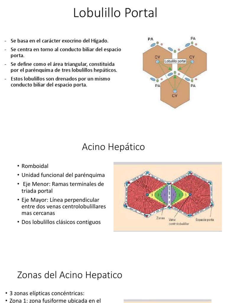 Lobulillo Portal | Hígado | Sistema digestivo