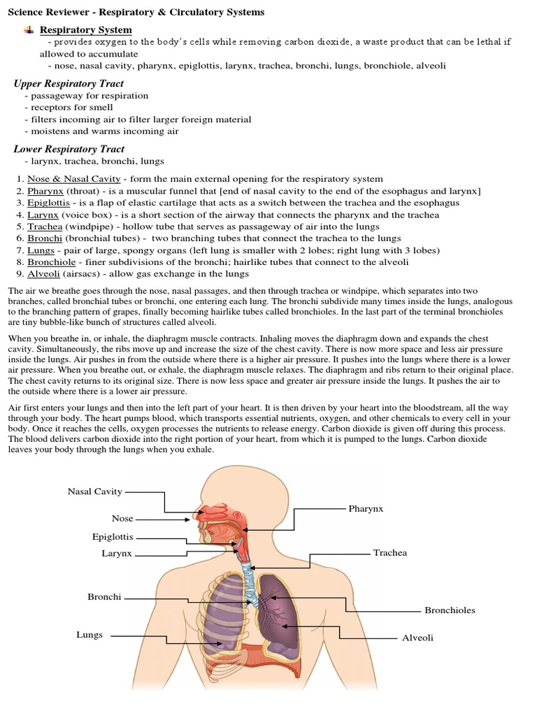 Science Reviewer - Respiratory and Circulatory System | PDF | Heart ...