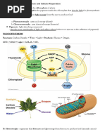 Photosynthesis Hhmi Biointeractive | PDF | Photosynthesis | Physiology