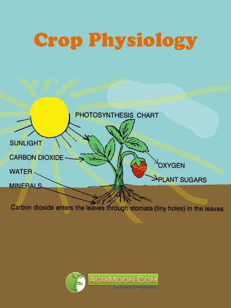 Crop Physiology | Osmosis | Root