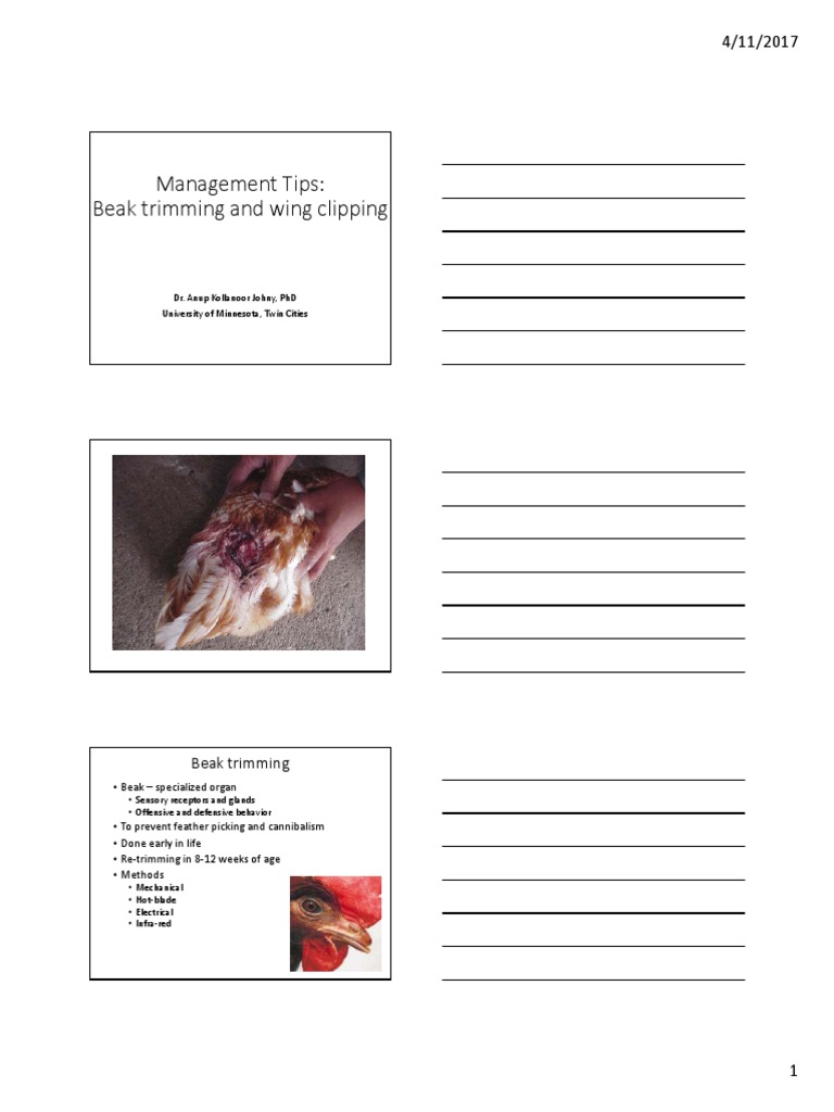 Beak Trimming and Wing Clipping | PDF | Beak | Birds