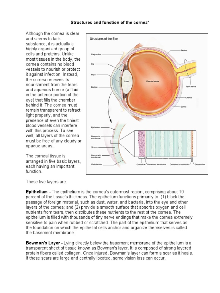 Cornea Structure Layers and Function Web | Cornea | Epithelium | Free ...
