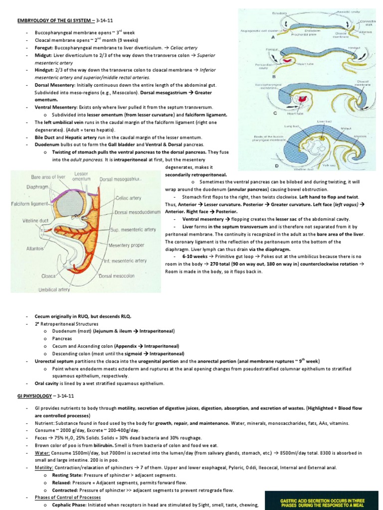 GI Embryology & Physiology Guide | PDF | Stomach | Digestion