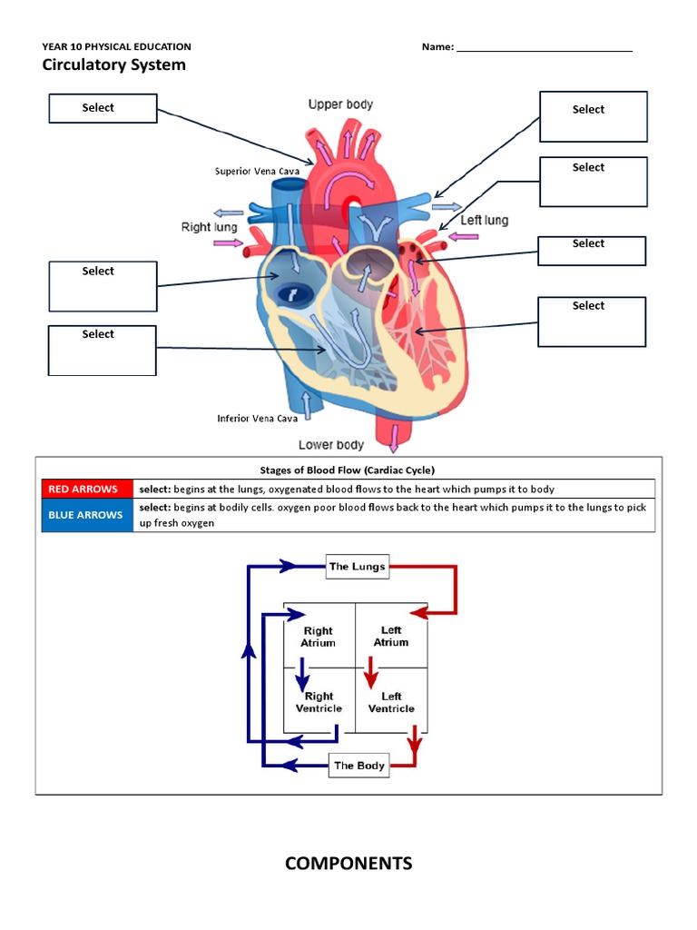 Circulatory System Worksheet for Year 10 | PDF | Heart | Circulatory System