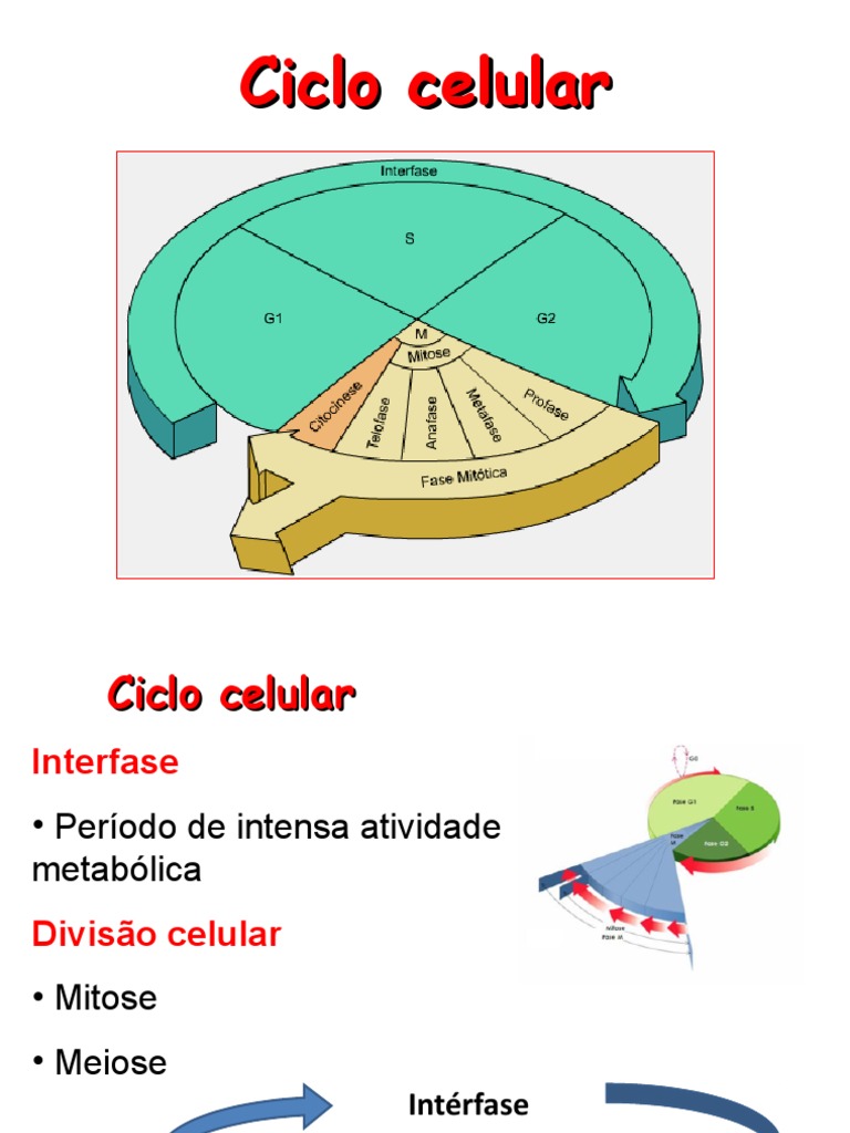 Ciclo celular e divisão celular | PDF | Meiose | Mitose