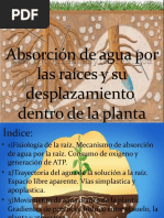 Apoplasto y Simplasto | PDF | Raíz | Biología Celular)