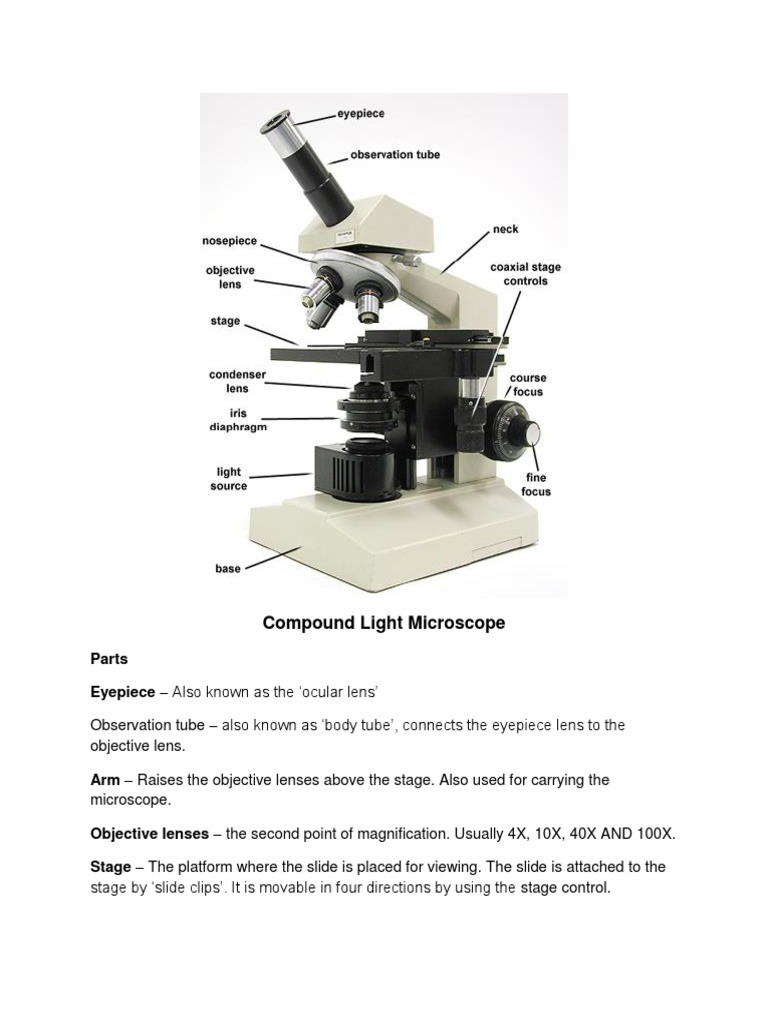 Compound Light Microscope Images