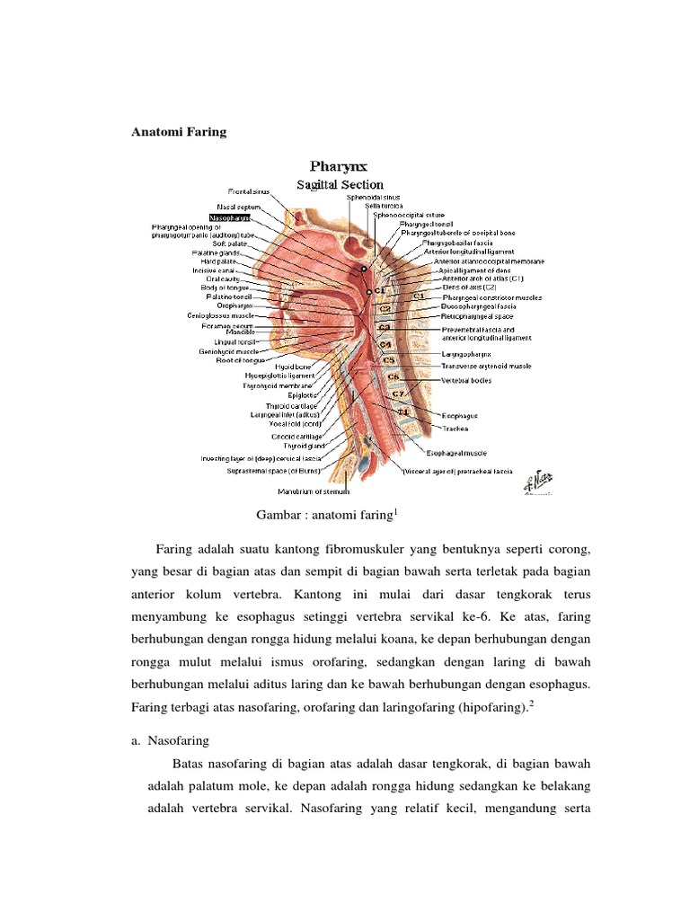 Anatomi Faring | PDF