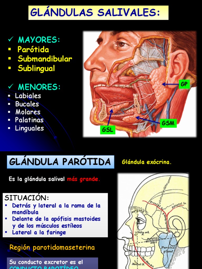 Glandulas Salivales | PDF | Lengua | Cabeza y cuello humanos