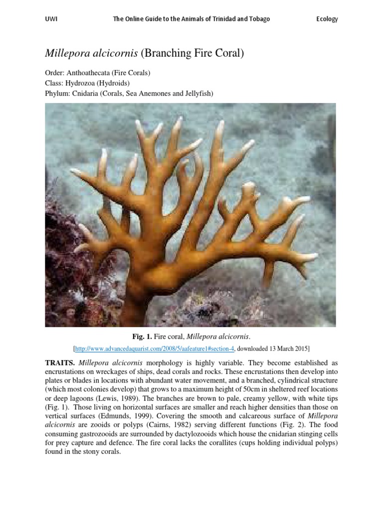 Millepora Alcicornis (Branching Fire Coral) : UWI The Online Guide To ...