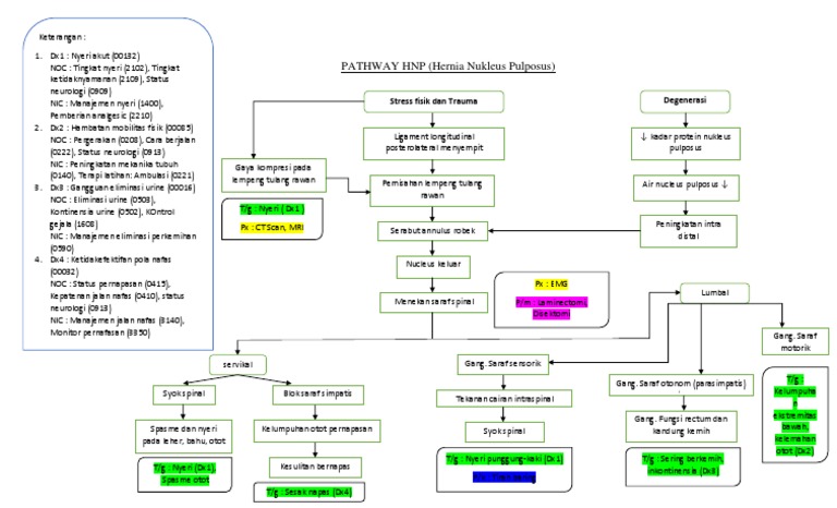 Pathway HNP (Fix) | PDF