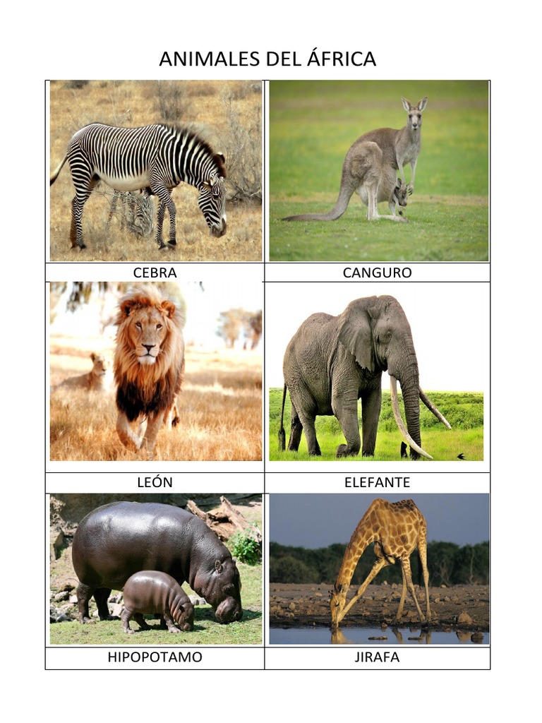 Animales de Africa | PDF