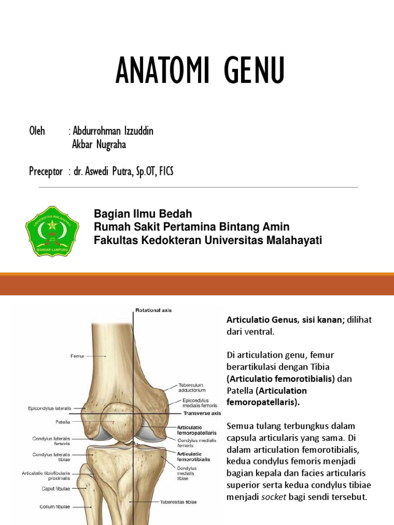 Anatomi Genu | PDF