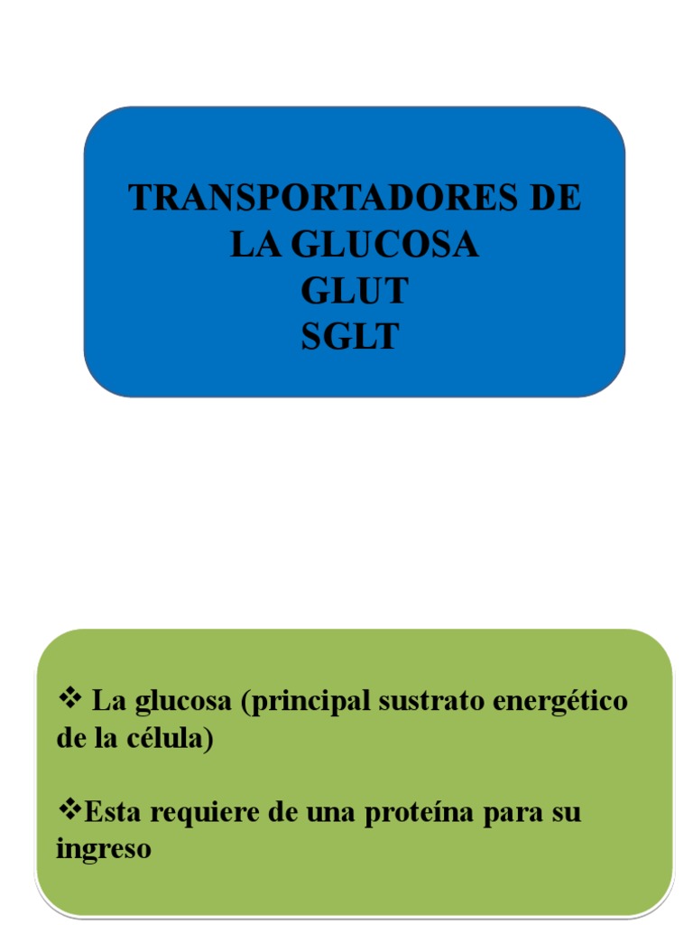 Glut y Sglut | PDF