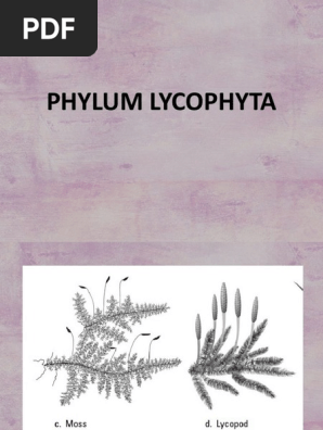 Phylum Lycophyta Life Cycle Of Lycopodium (clubmoss) And Selaginella