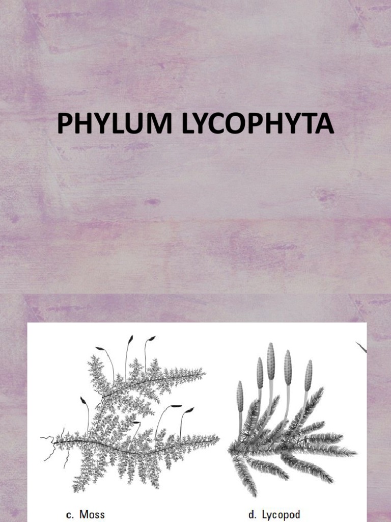Phylum Lycophyta | PDF | Science & Mathematics