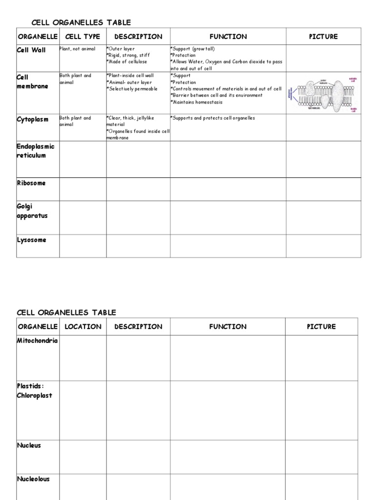 Cell Organelles Table: Organelle Cell Type Description Function Picture ...