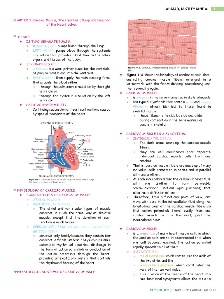 Chapter 9 Cardiac Muscle | PDF | Cardiac Muscle | Heart