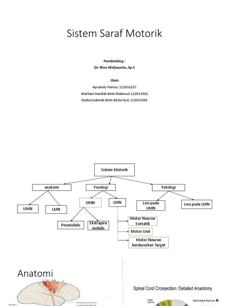 ANATOMY AND PHYSIOLOGY OF THE MOTOR SYSTEM | PDF