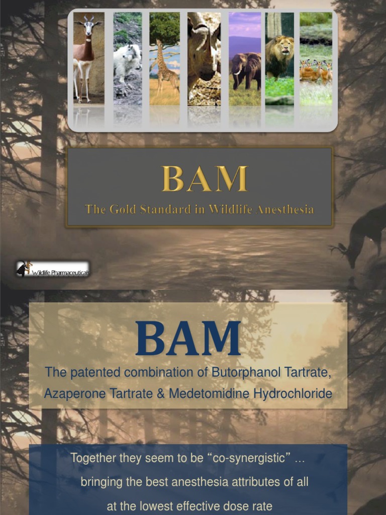 BAM-Deer Immobilization Protocol | PDF | Deer | Drugs
