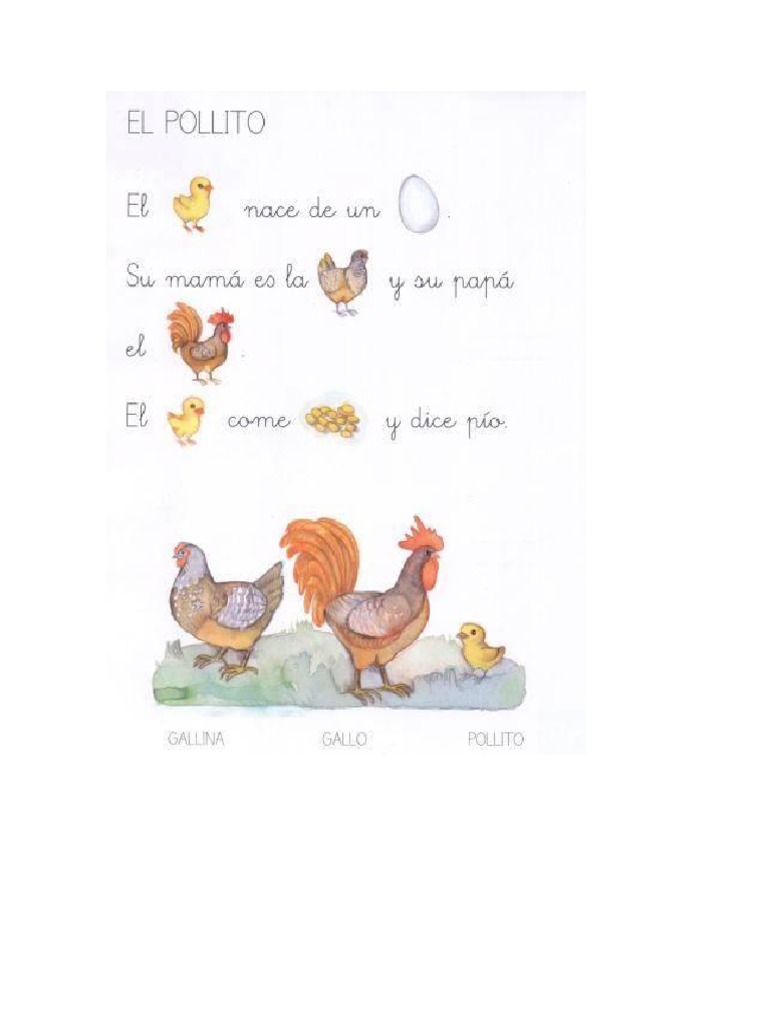 Gallina | PDF