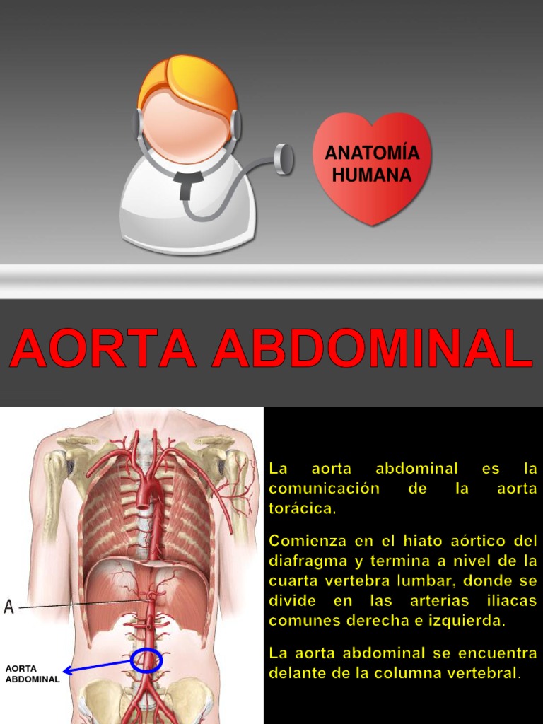 Aorta Abdominal | PDF | Abdomen | Aorta
