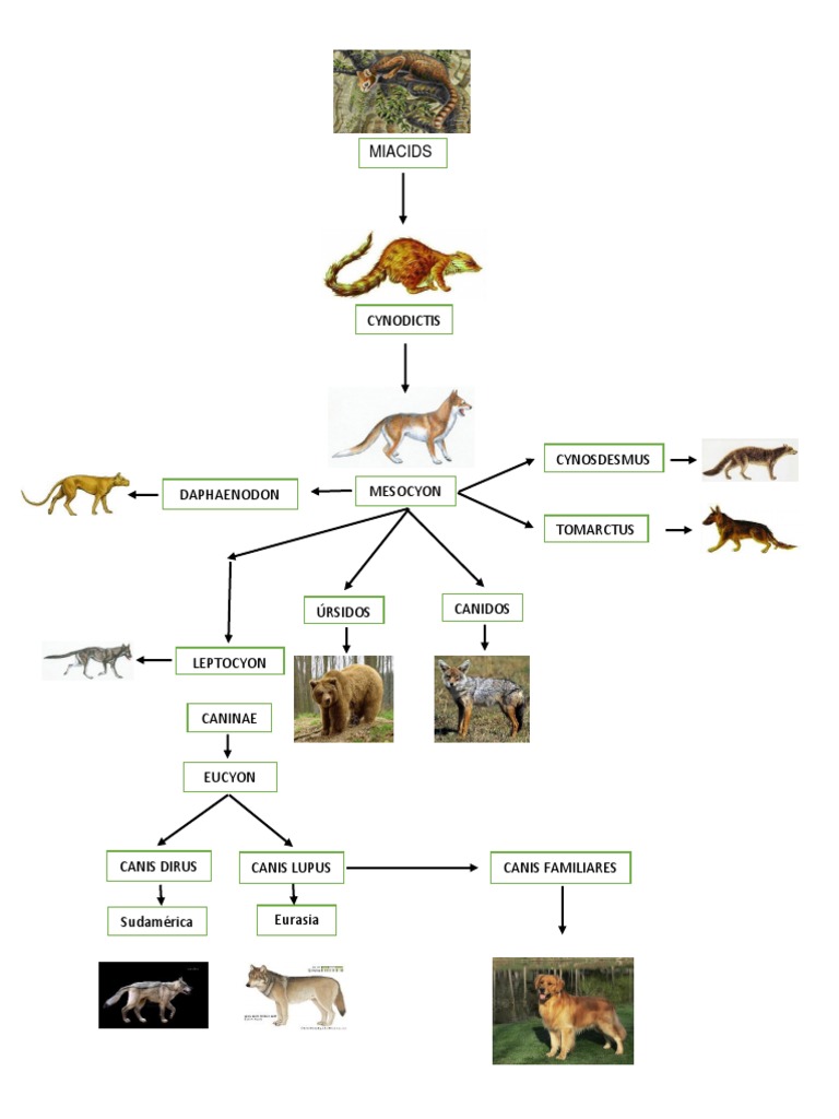 Esquema Origen y Evolucion Del Perro PDF | PDF