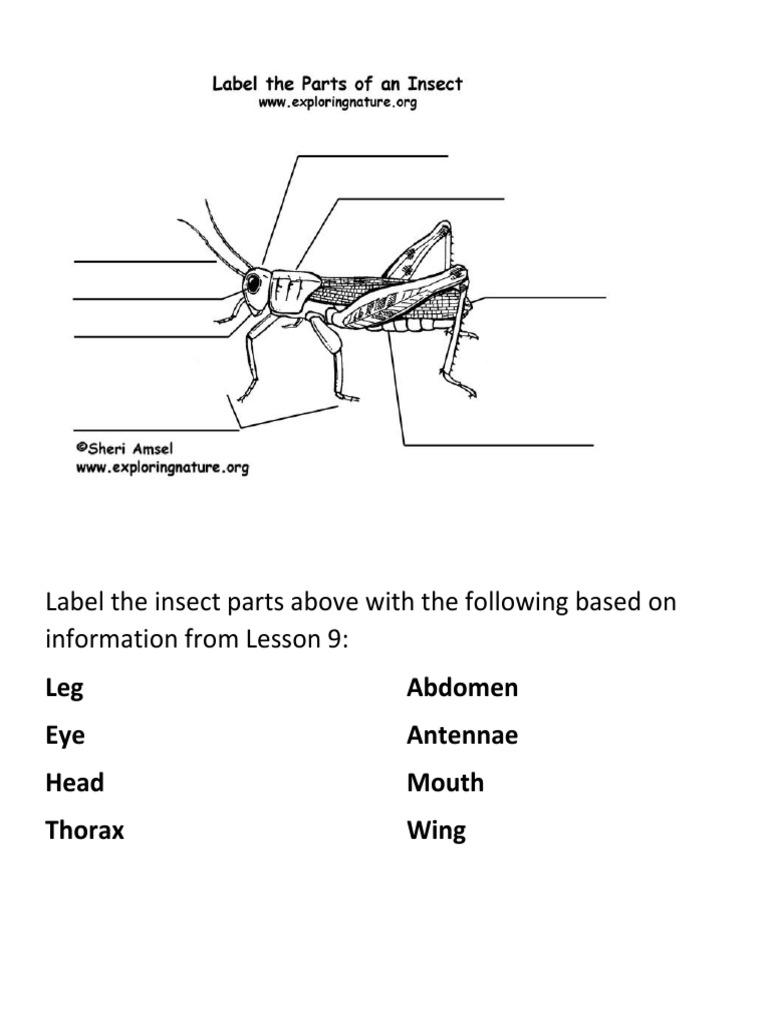 Insect Parts | PDF
