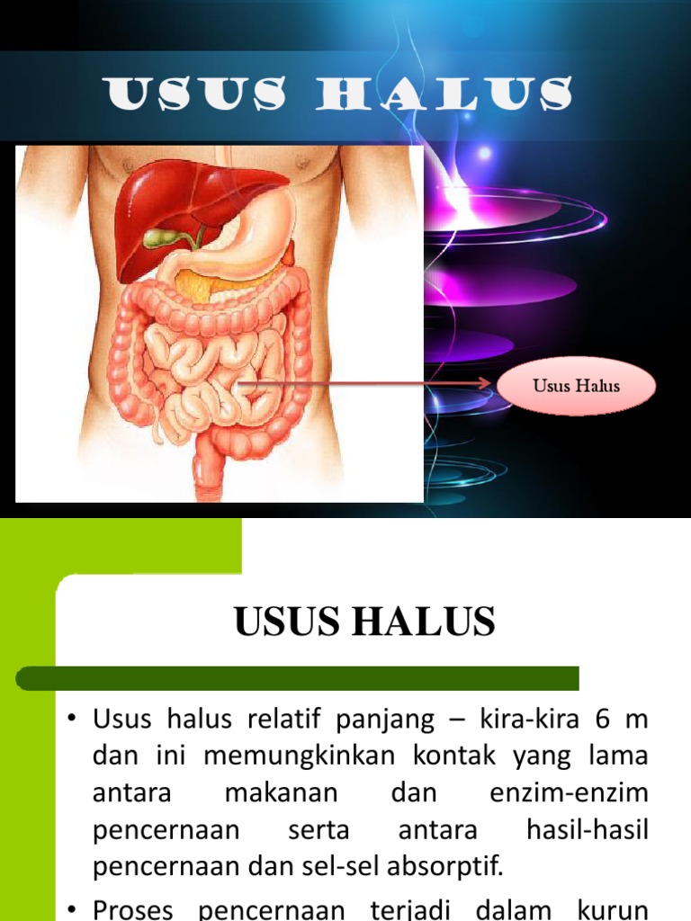 Usus Halus | PDF