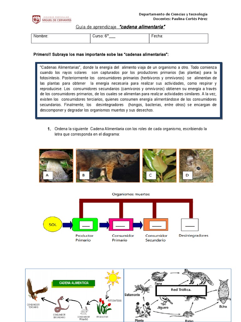 Guia de Aprendizaje Cadena Alimentaria 6to | PDF | Red alimentaria ...