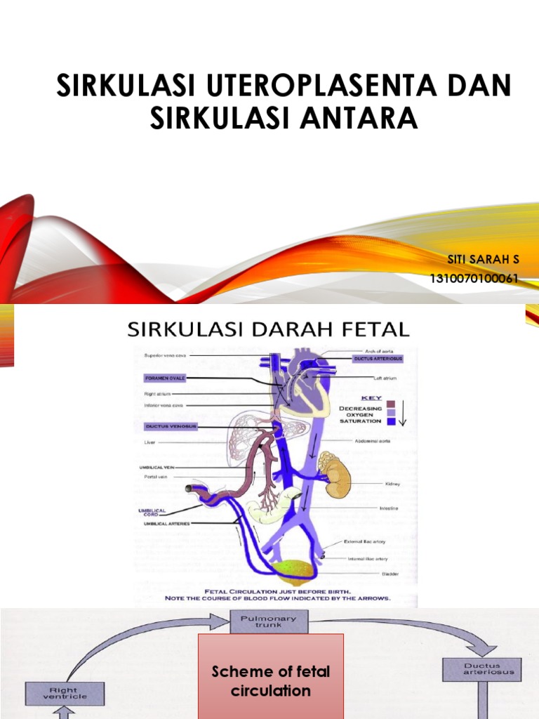 Sirkulasi Uteroplasental Dan Sirkulasi Antara | PDF | Sains & Matematika