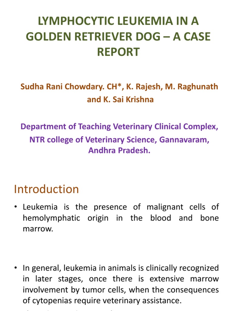 Lymphocytic Leukemia In A Golden Retriever Dog – A Case | Lymphocyte ...