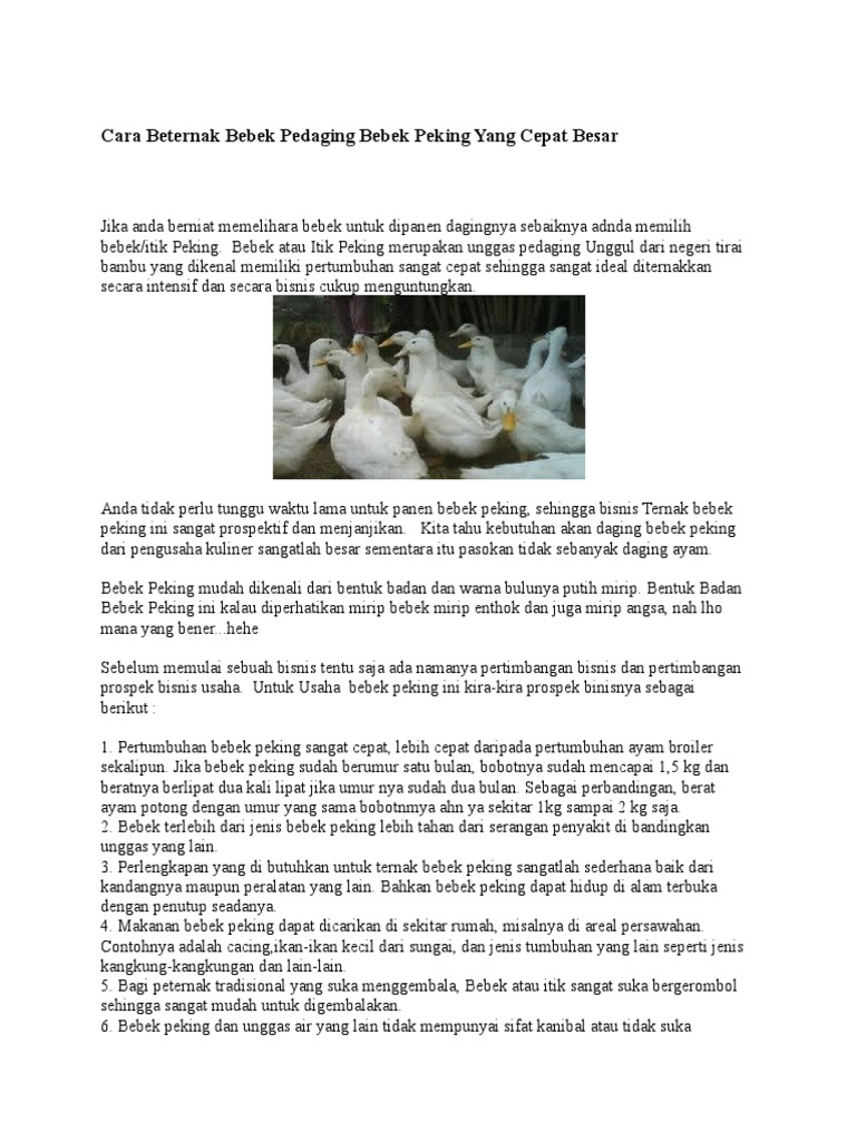 Cara Beternak Bebek Pedaging Bebek Peking Yang Cepat Besar | PDF
