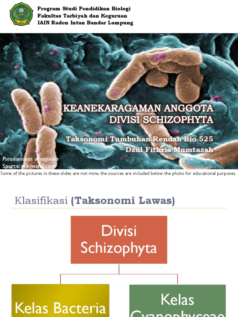 5. Keanekaragaman Anggota Divisi Schizophyta.pptx