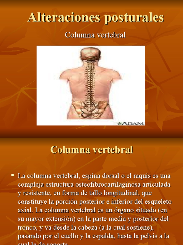 Alteraciones posturales | Vértebra | La columna vertebral