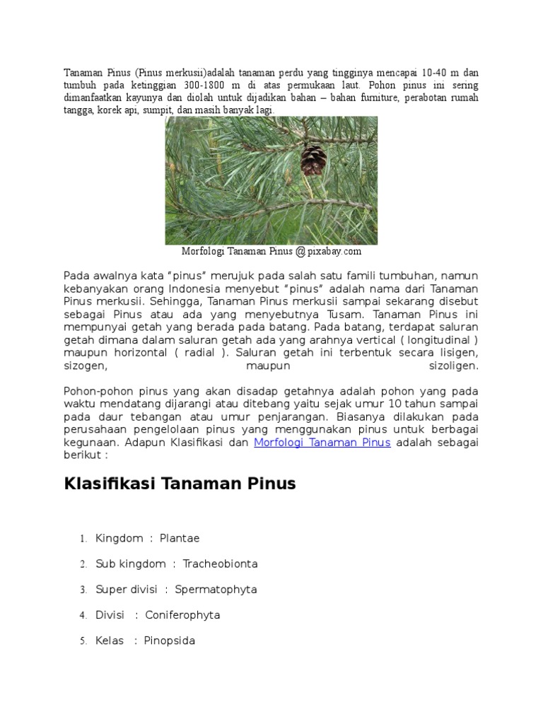 Morfologi Tanaman Pinus Merkusii | PDF