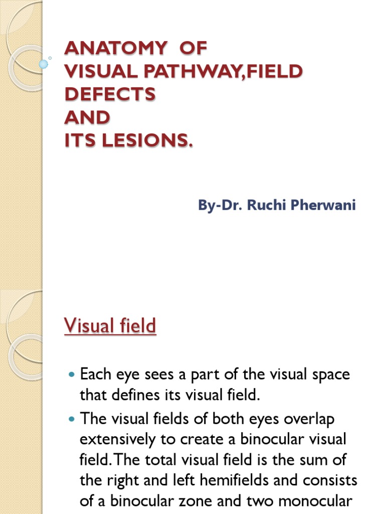 Visual Pathway Anatomy and Defects | PDF | Visual System | Vision