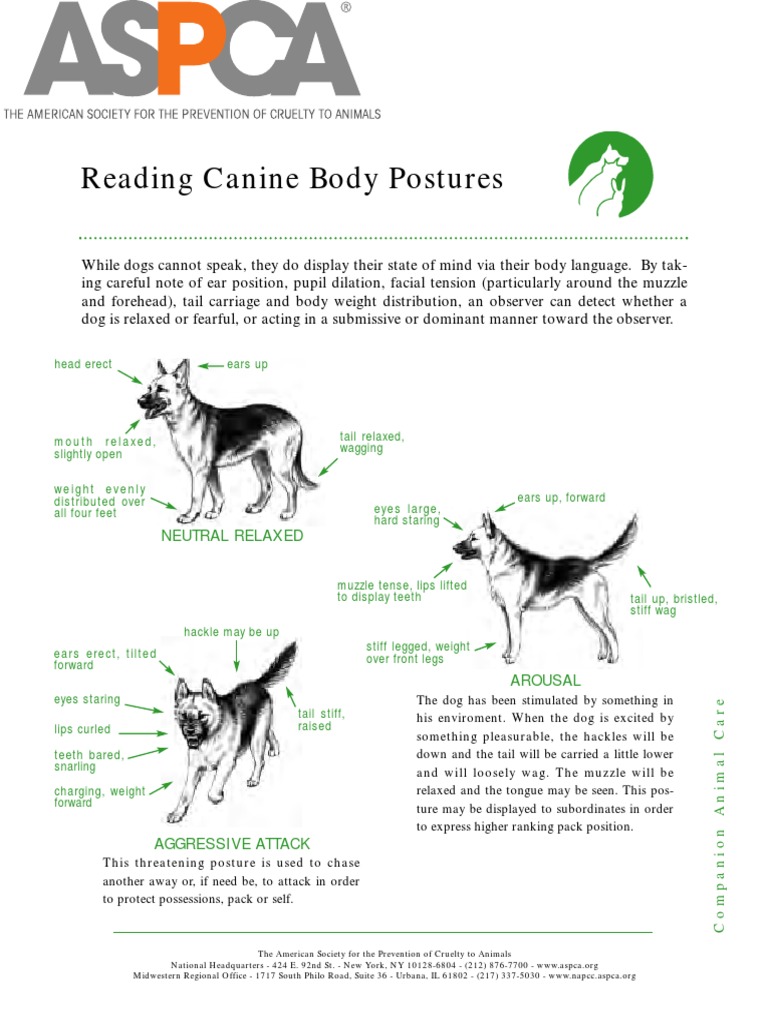 Canine Body Language ASPCA | PDF | Animals And Humans | Domesticated ...