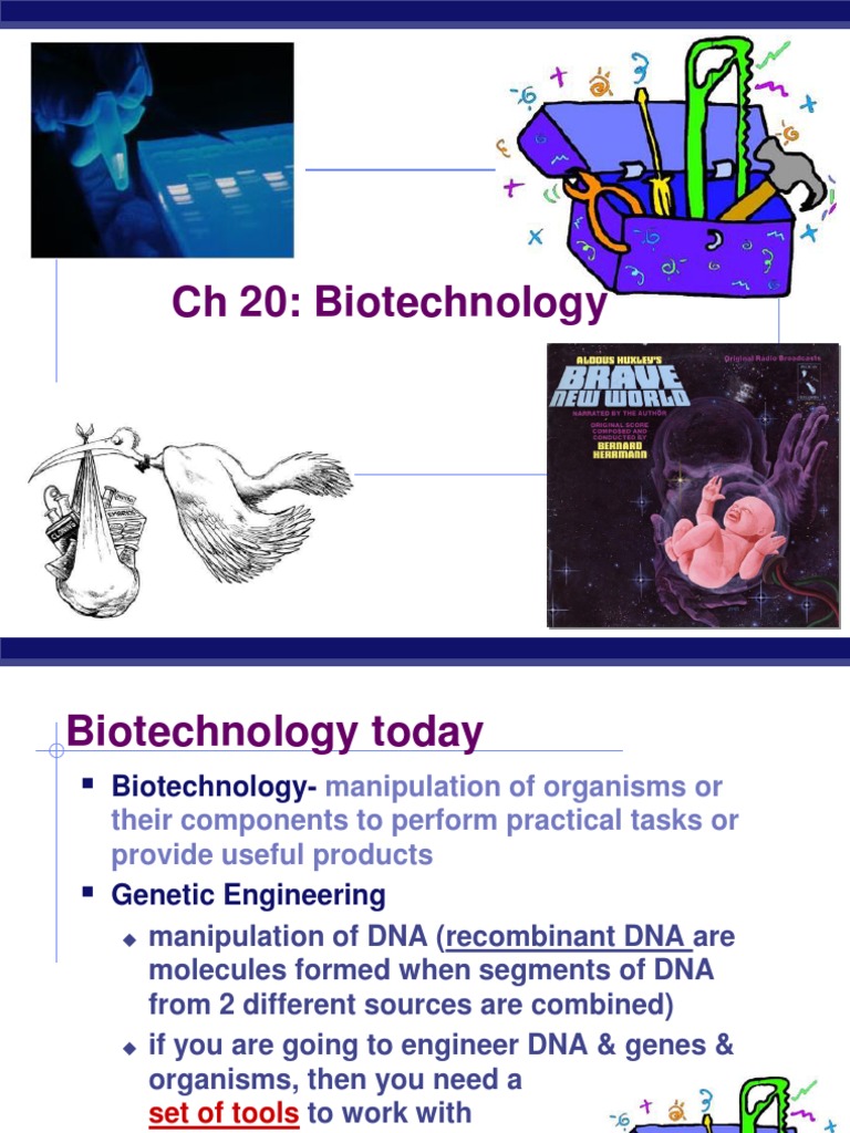 CH 20: Biotechnology: AP Biology | PDF | Molecular Cloning ...